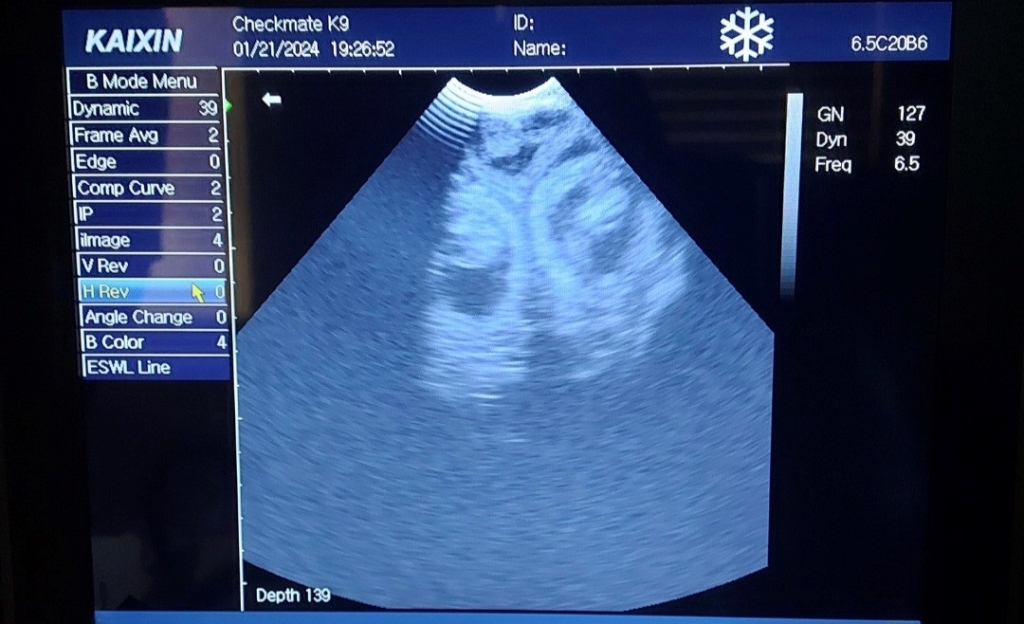 Ultrasound Scan – Checkmate K9 Fertility